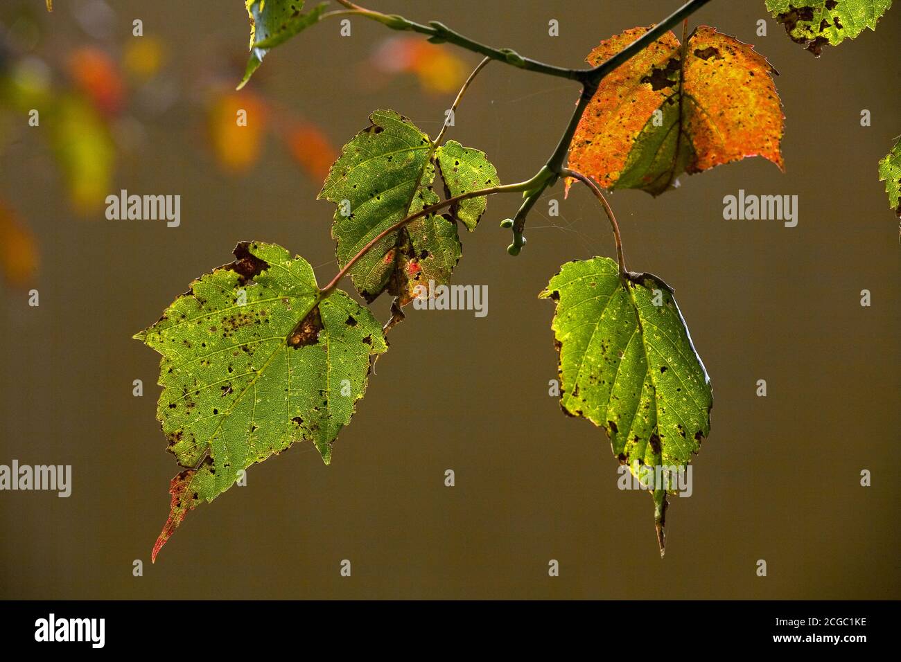 Taiwan red pressed maple autumn red Taiwan Stock Photo - Alamy