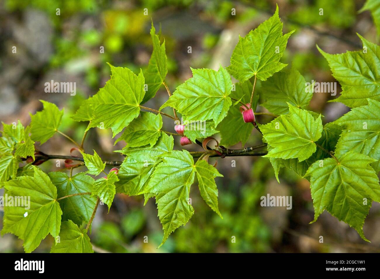 Taiwan Red Maple Green Leaf Taiwan Stock Photo - Alamy