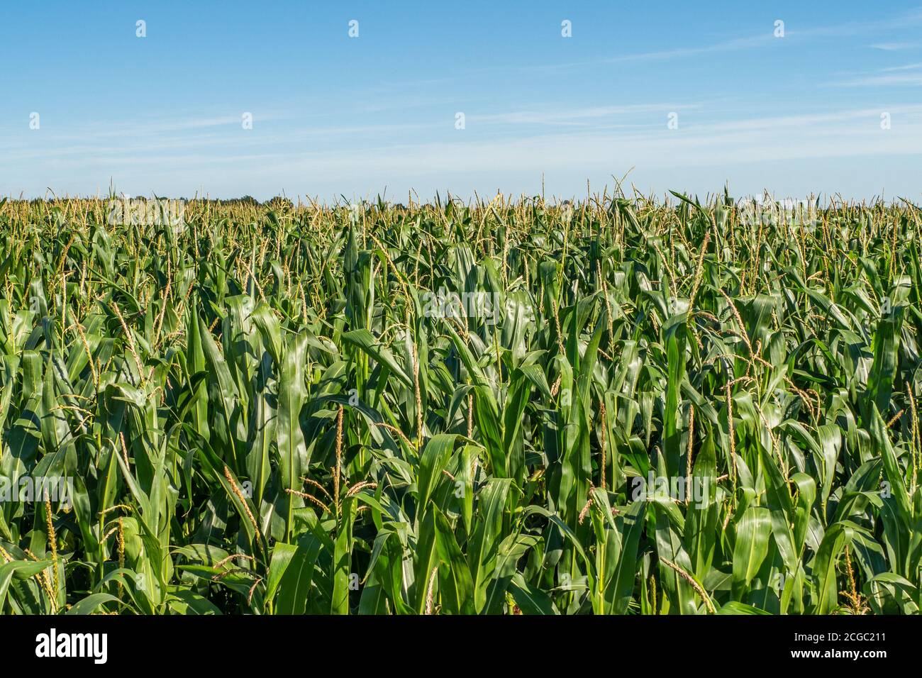 Corn Plantation. A Green Field of Corn Growing Up. Close Up Look Stock ...