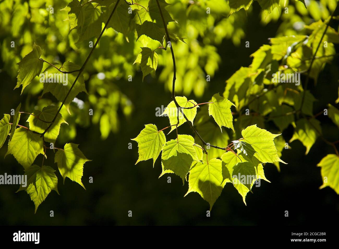 Taiwan Red Maple Green Leaf Taiwan Stock Photo - Alamy