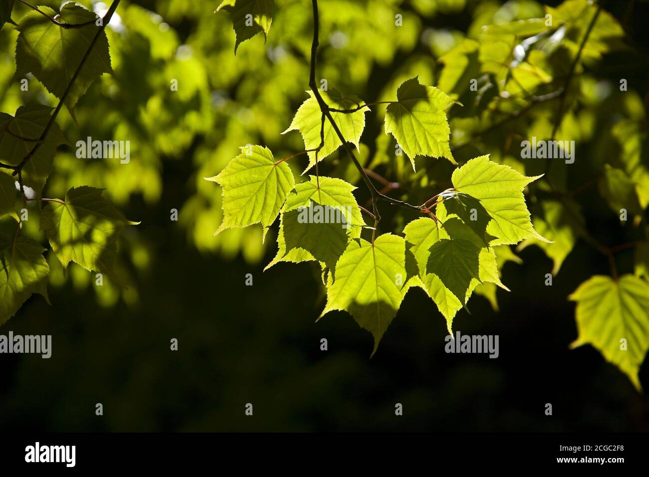 Taiwan Red Maple Green Leaf Taiwan Stock Photo - Alamy