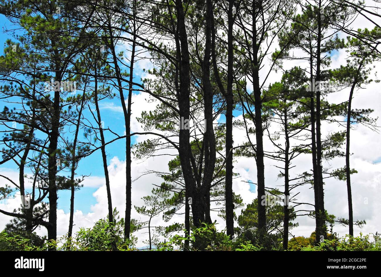 Scenic view of silhouette trees against clouds and blue sky along the ...