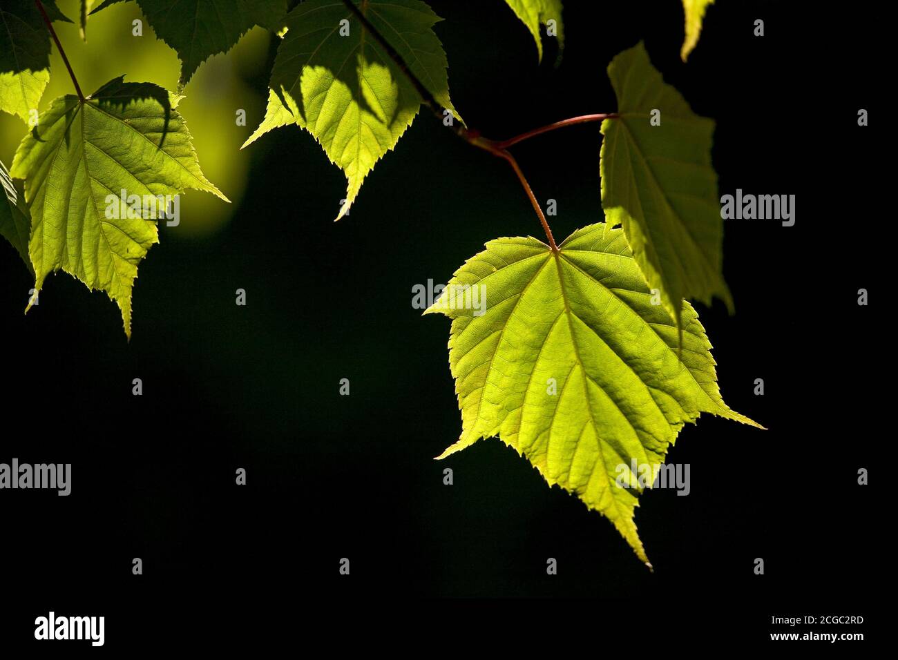 Taiwan Red Maple Green Leaf Taiwan Stock Photo - Alamy