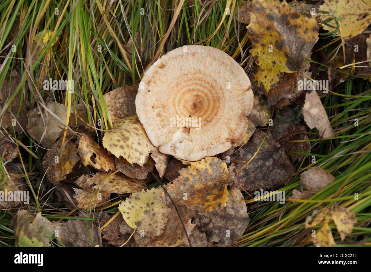 Soil Pink fungus (Lactarius torminosus) growing in the grass among ...