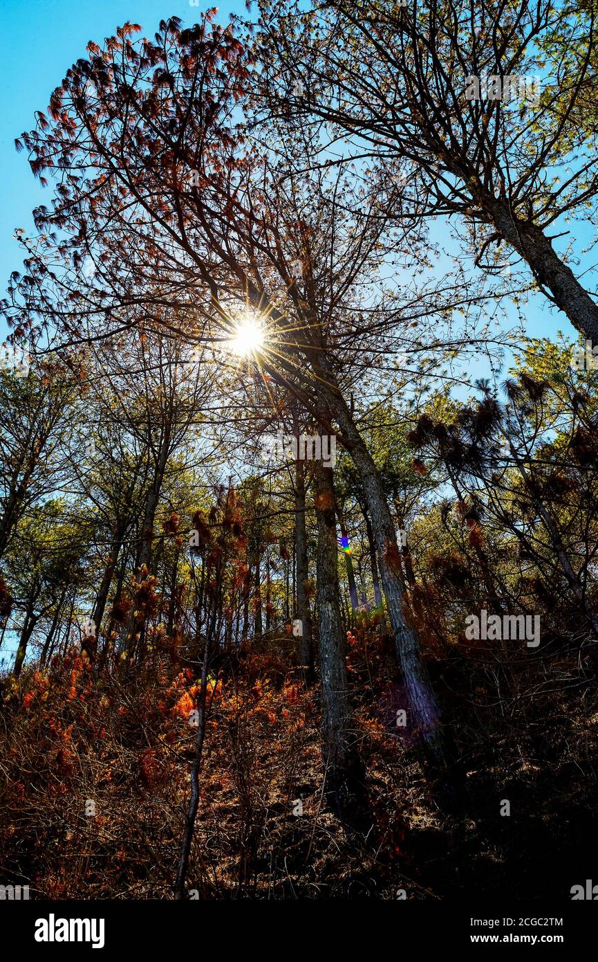 Late afternoon view of trees against sun rays and blue sky along the ...