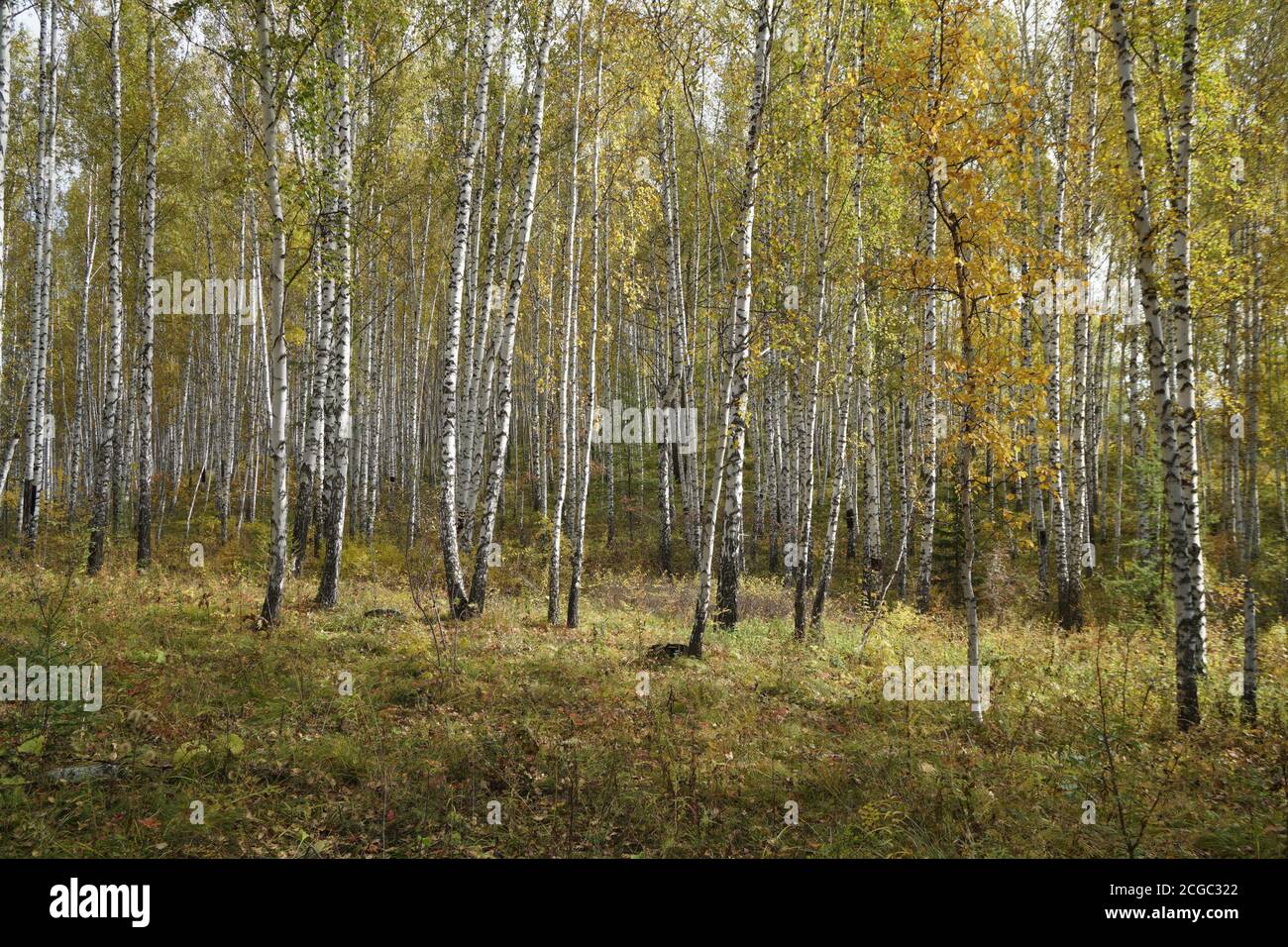 September wildlife hi-res stock photography and images - Alamy