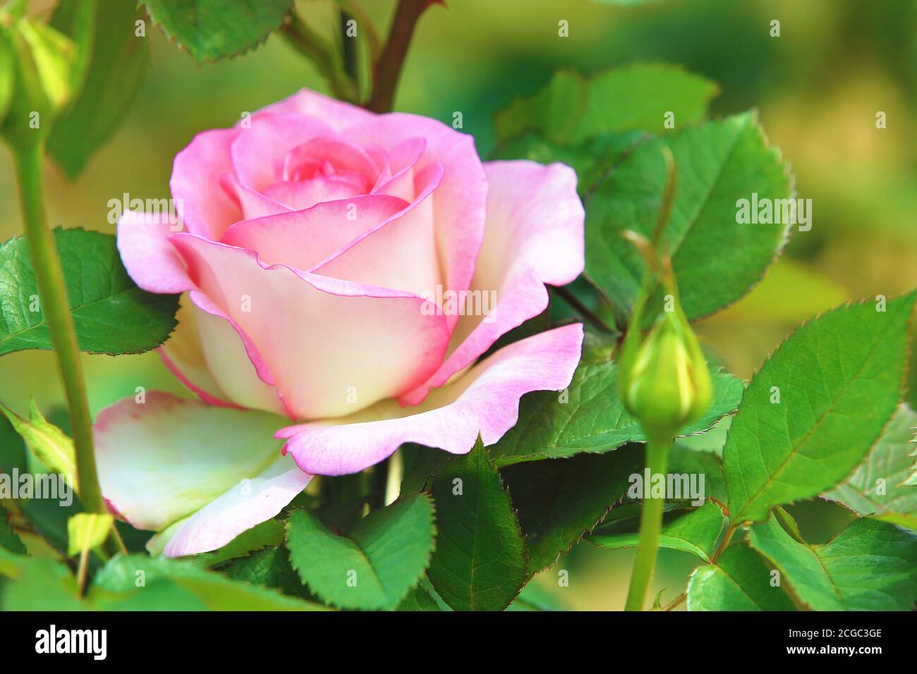 Pink with white rose,beautiful rose blooming in the garden in spring ...