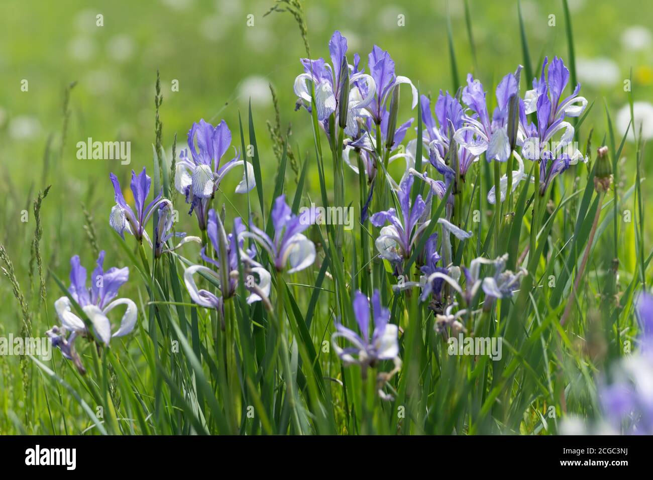 Bush flowering Blue Siberian Iris (Latin Iris sibirica) grows in a ...