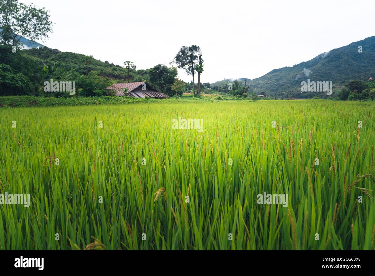 Rice fields Water in rice fields planting in the rainy season Stock ...