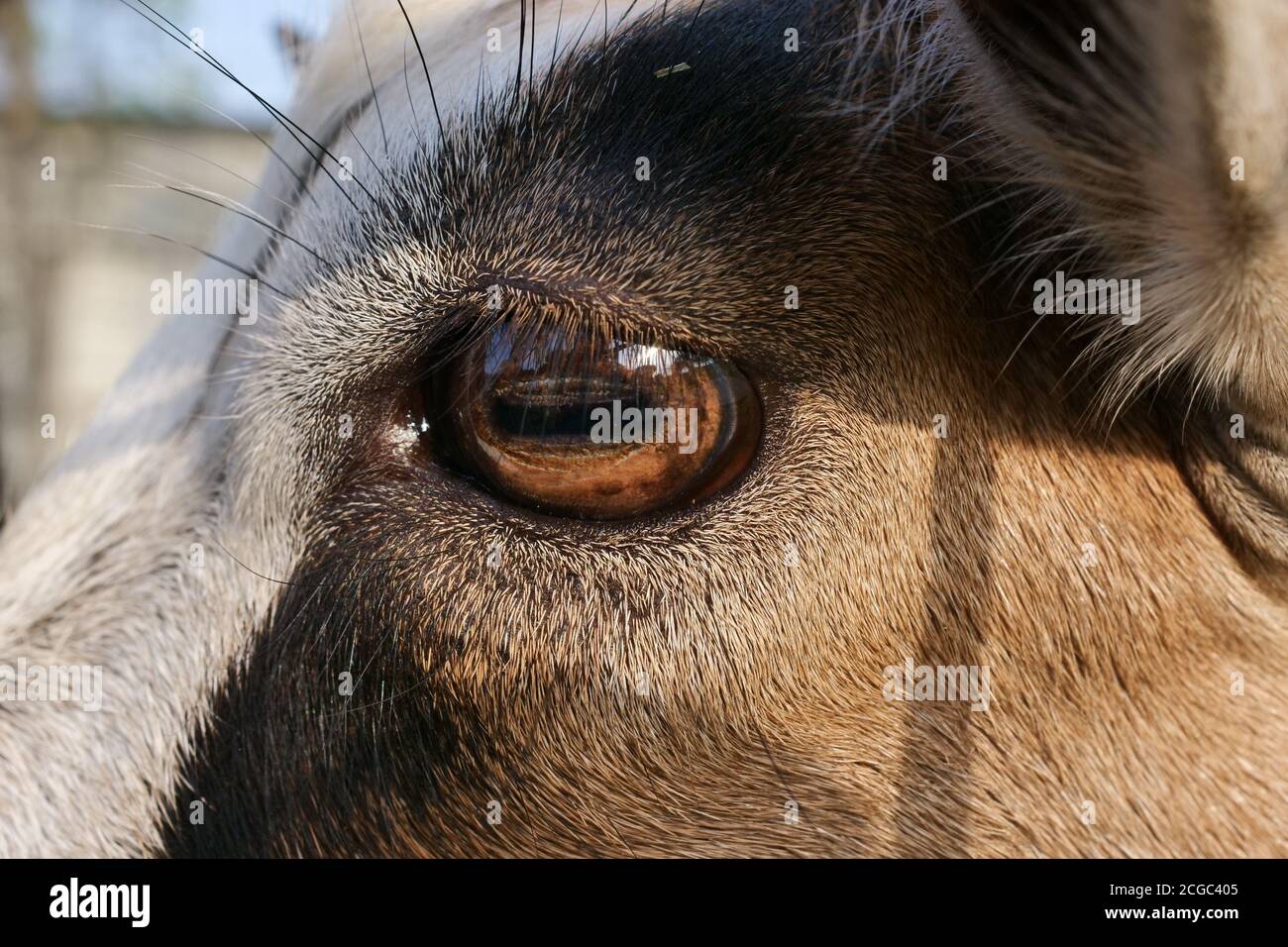 Eye of donkey closeup and details Stock Photo - Alamy