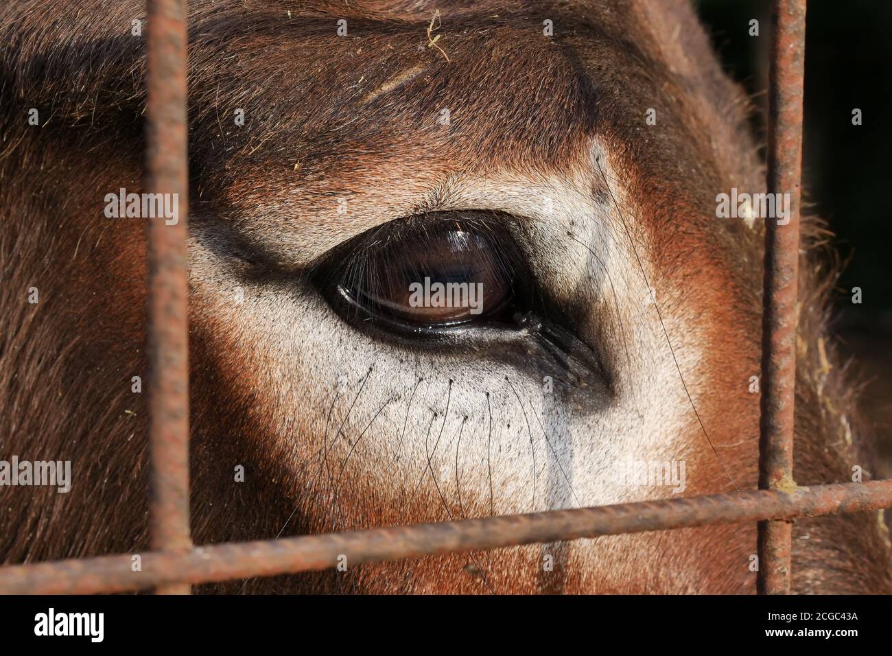 Eye of donkey closeup and details Stock Photo - Alamy