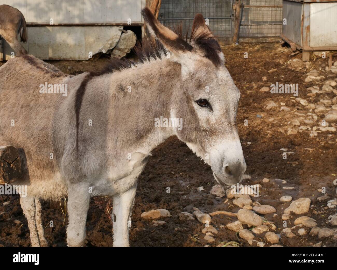 Eye of donkey closeup and details Stock Photo - Alamy