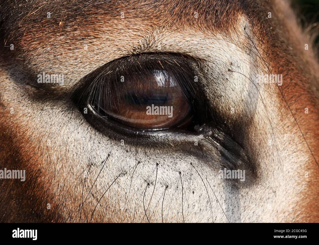 Eye of donkey closeup and details Stock Photo - Alamy