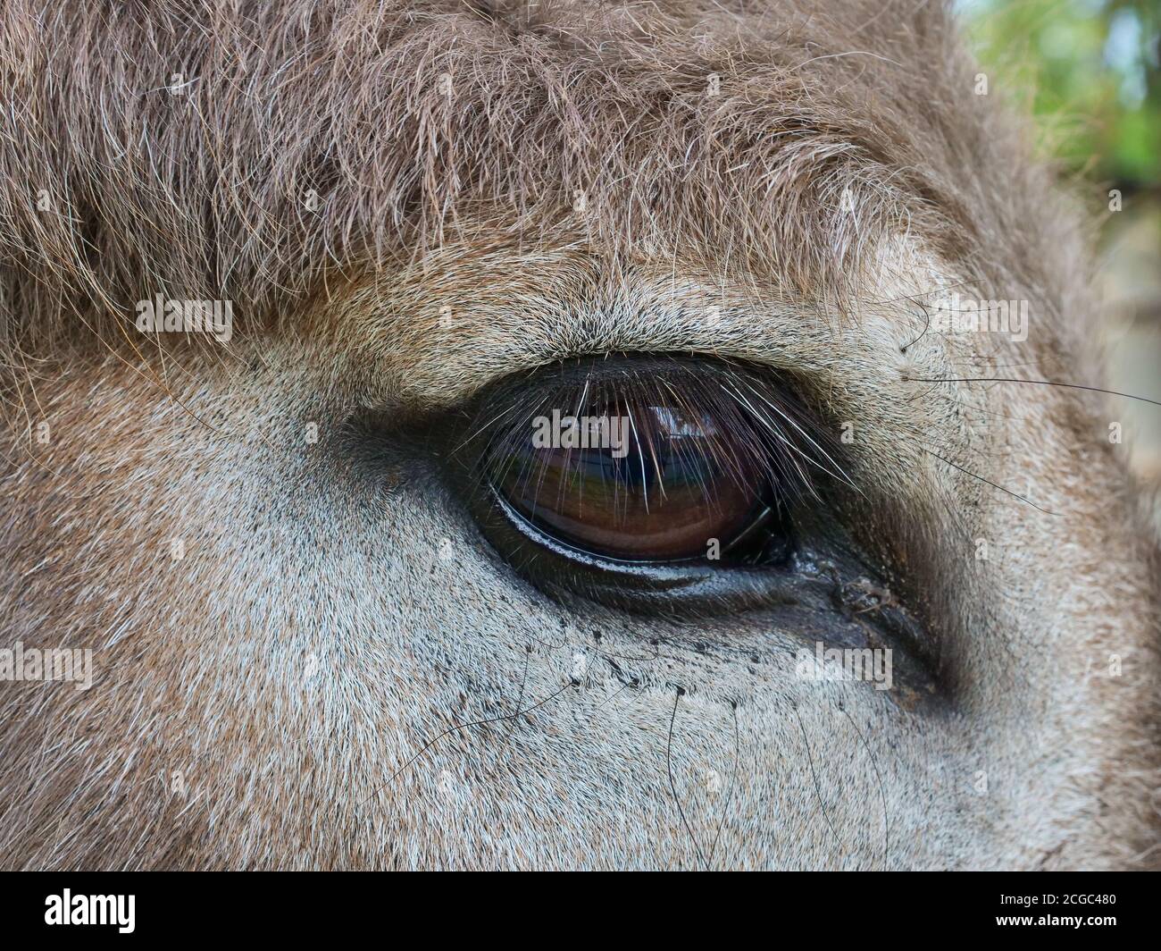 Eye of donkey closeup and details Stock Photo - Alamy