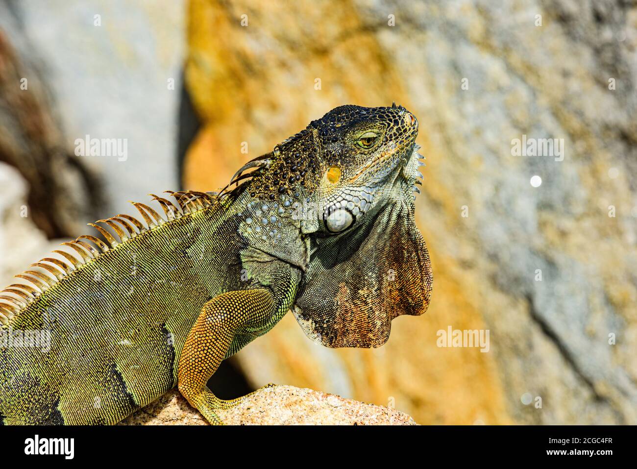 Lizard Iguana, in a cave where lizards live Stock Photo - Alamy