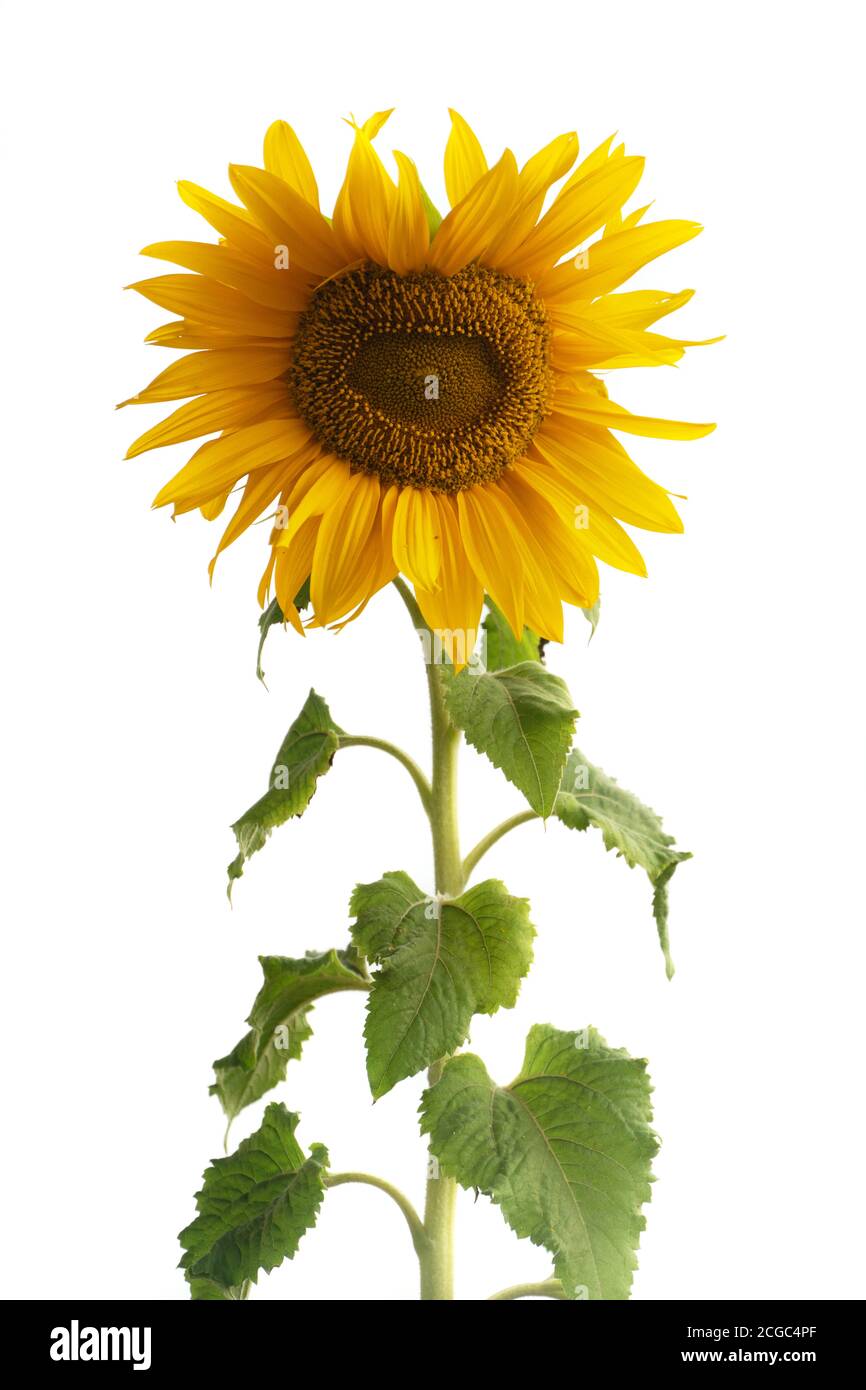 Yellow sunflower isolated on white Stock Photo - Alamy