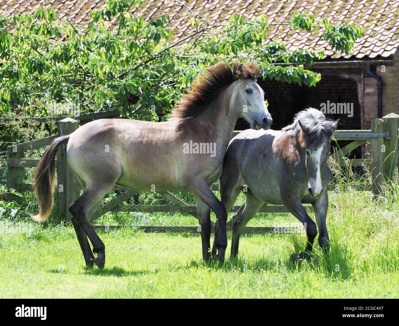 Two young colts play fight in a paddock Stock Photo - Alamy