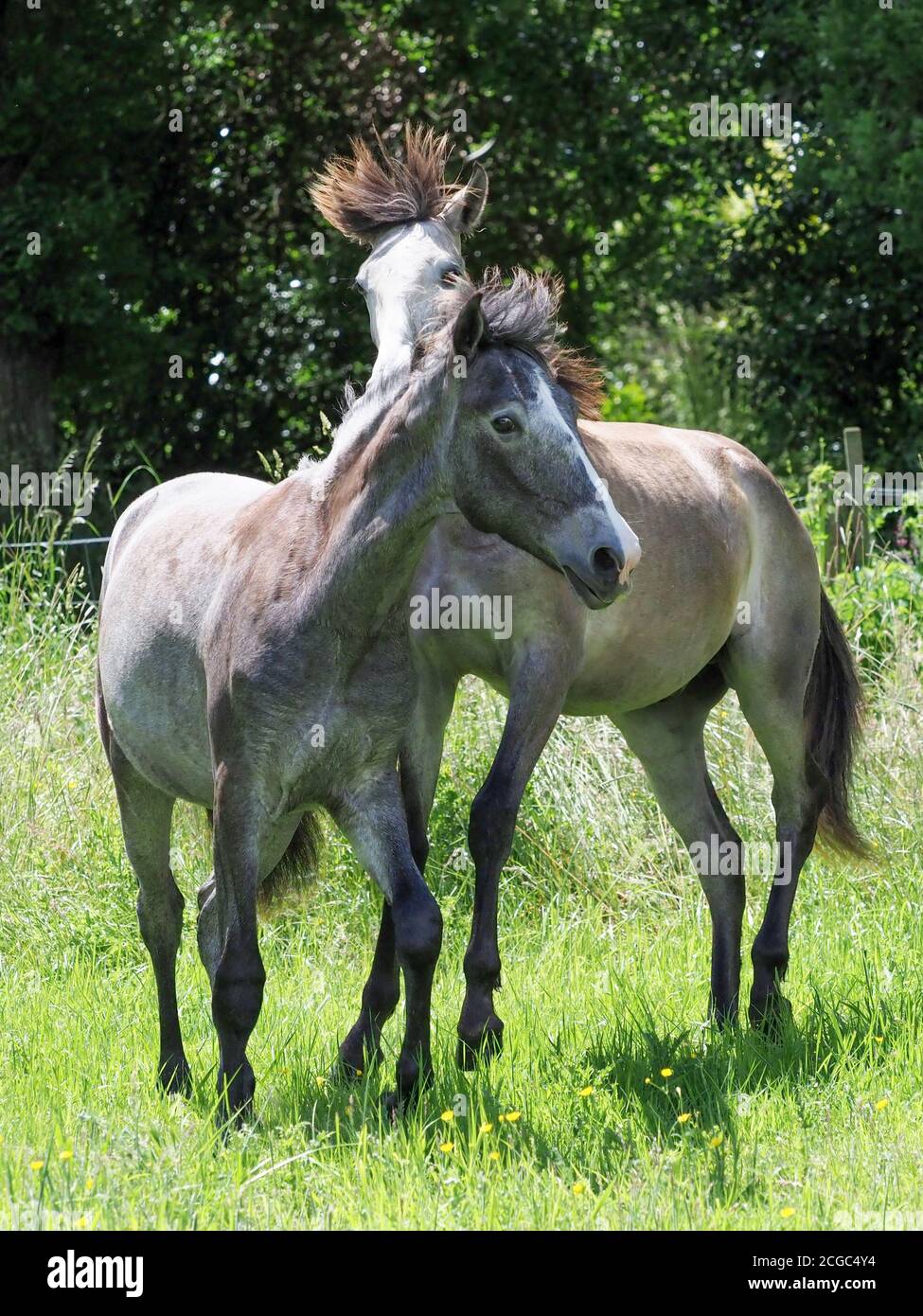 Two young colts play fight in a paddock Stock Photo - Alamy