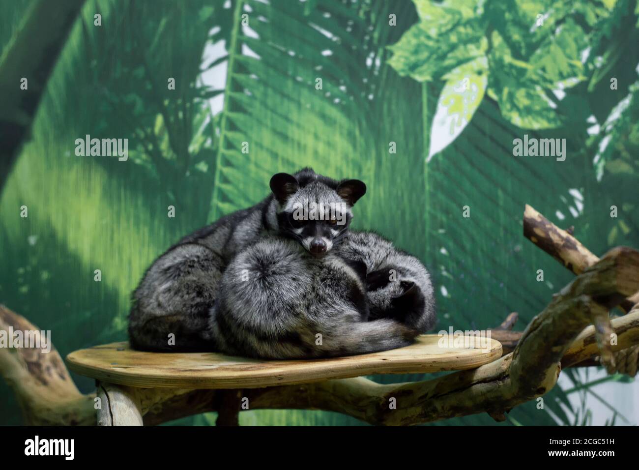 Side view baby monkey on hi-res stock photography and images - Alamy