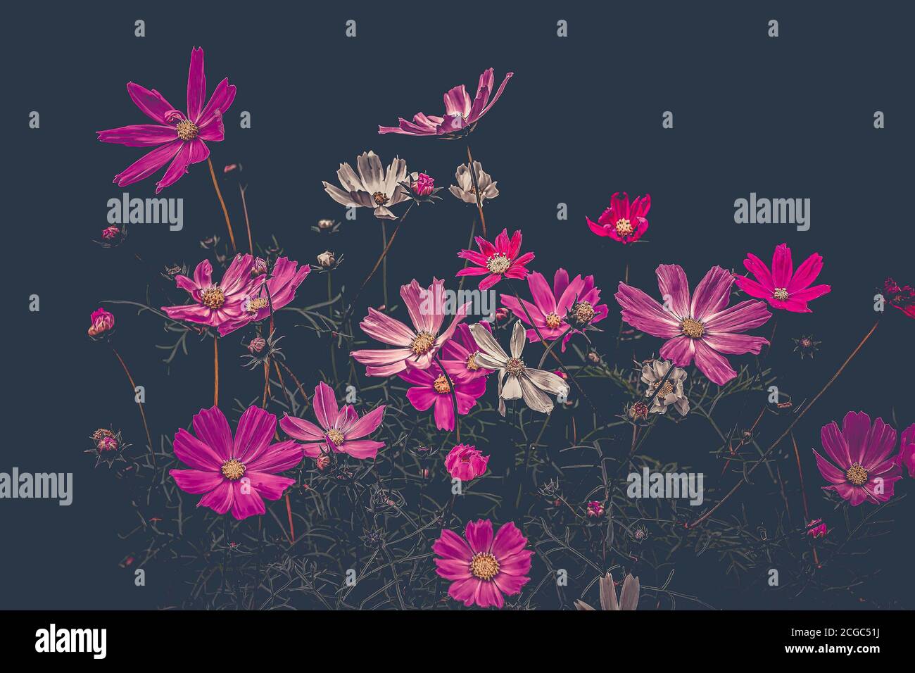 Low Key.Still Life Art Picture Stock Photo - Alamy