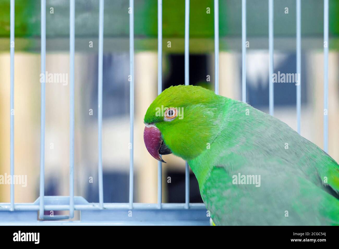 Parrot isolated side view hi-res stock photography and images - Alamy