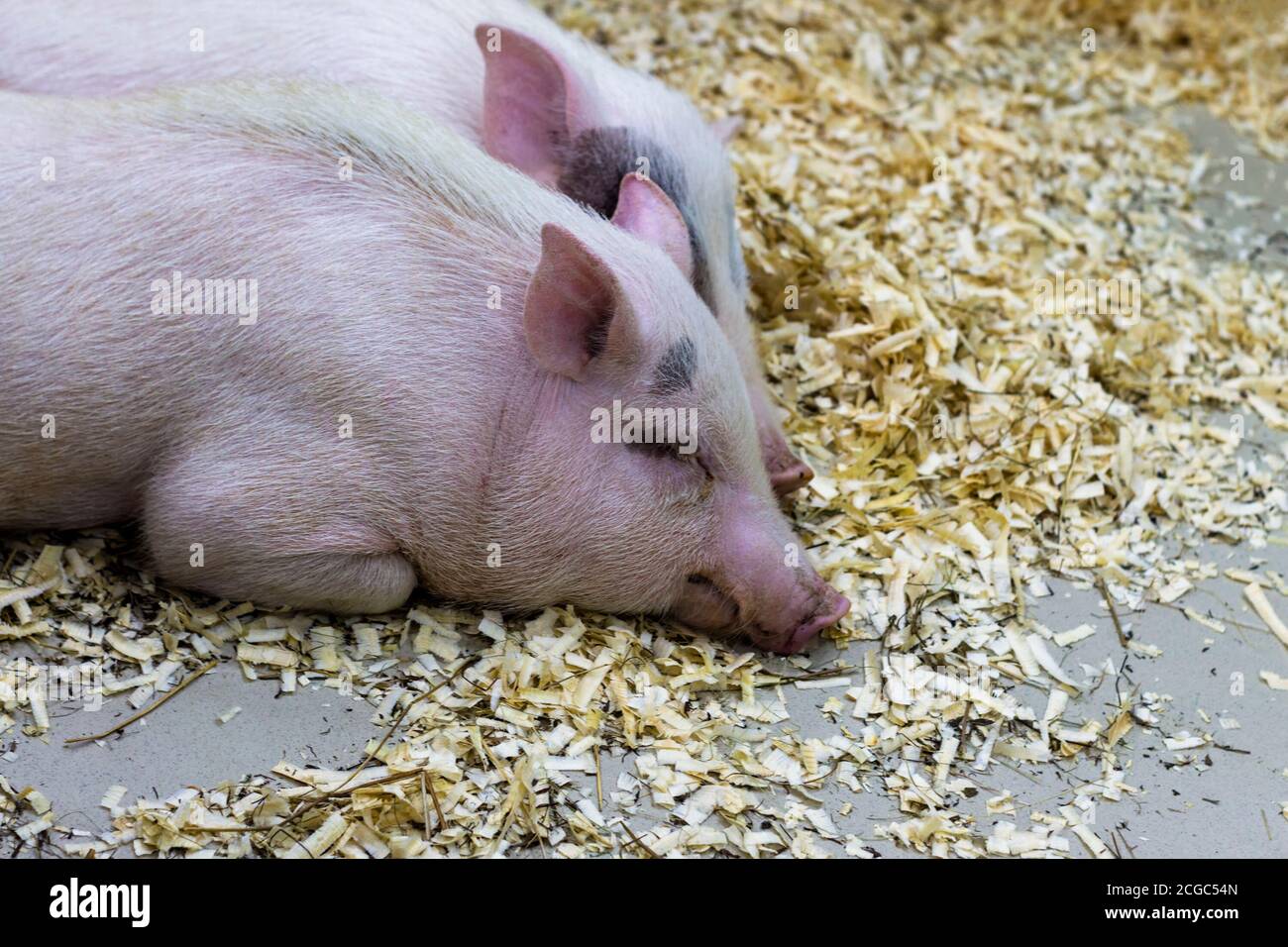 Full length inside indoors horizontal hi-res stock photography and ...