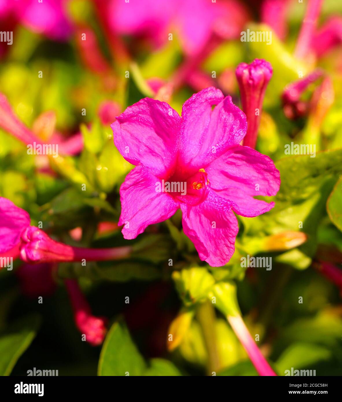 Mirabilis jalapa Four o'clock flower Stock Photo - Alamy