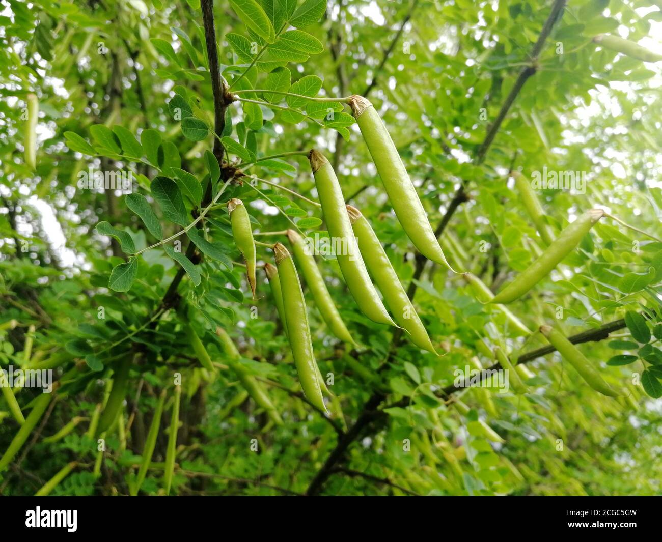 Acacia pods on branches. Outdoors Nature Stock Photo - Alamy