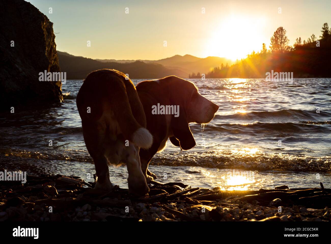 Lakeside sunset scene with basset hound, Whiskeytown recreation area ...
