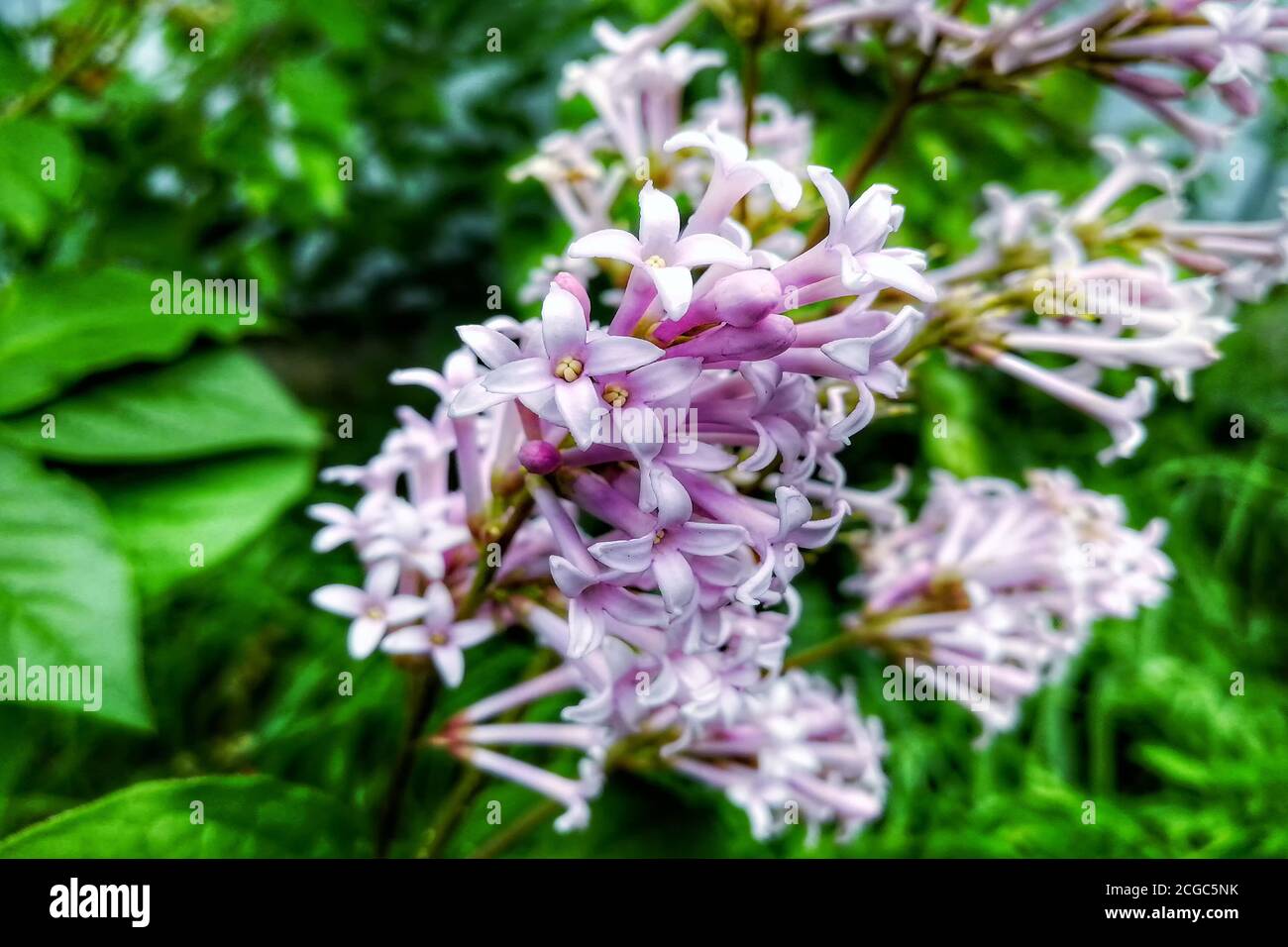Sharp nature hi-res stock photography and images - Alamy