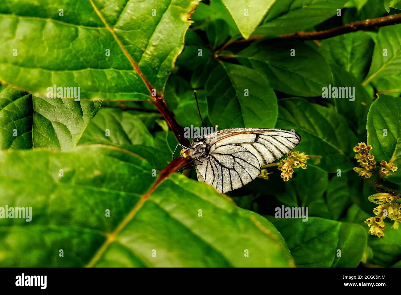 Front and top view. Summer nature Stock Photo - Alamy
