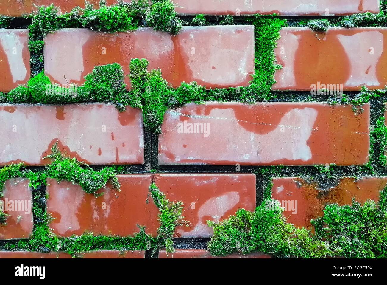 Bricks and moss. Green and red. Front view. Nature Stock Photo - Alamy