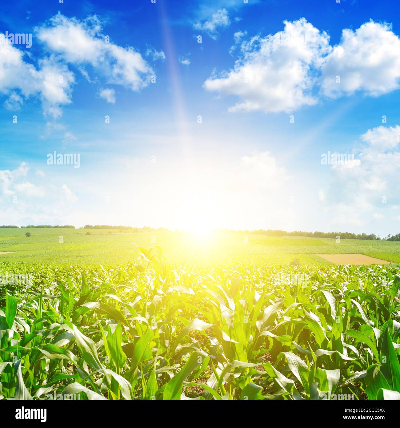 Sunrise over summer corn field Stock Photo - Alamy