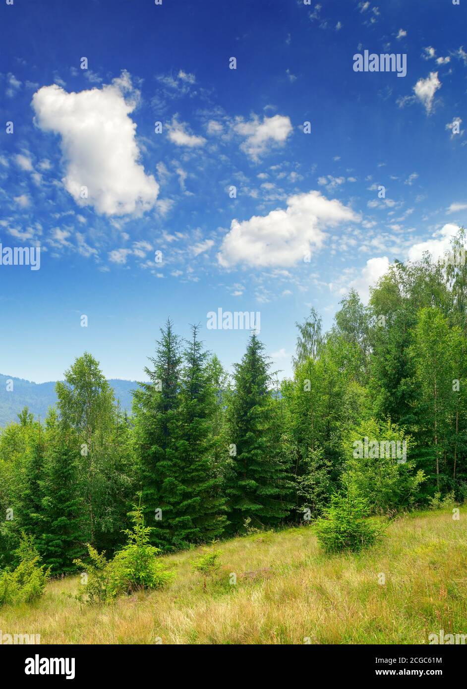 Evergreen fir trees in mountains and blue sky Stock Photo - Alamy