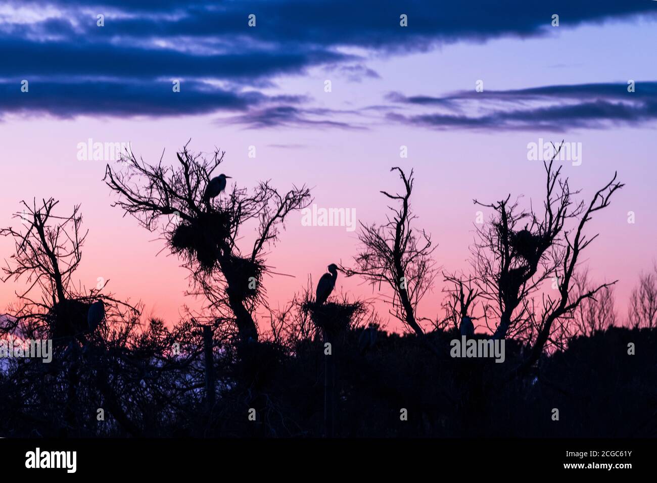 Grey herons at sunset Stock Photo - Alamy