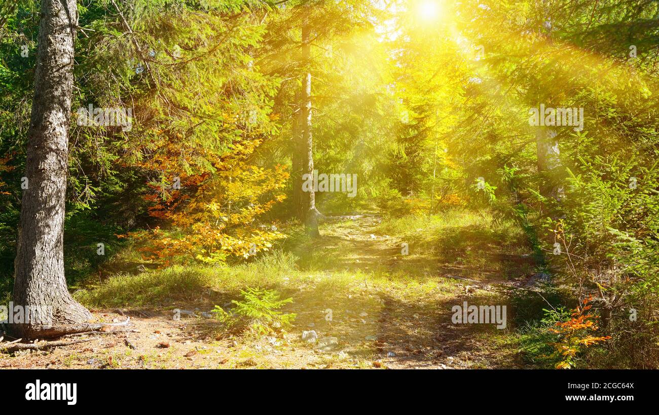 Rays morning sun illuminate hi-res stock photography and images - Alamy