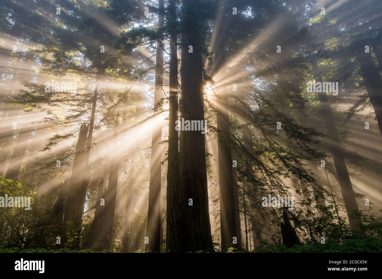 Coastal Redwood forest sunrise, Humboldt County, Northern California ...