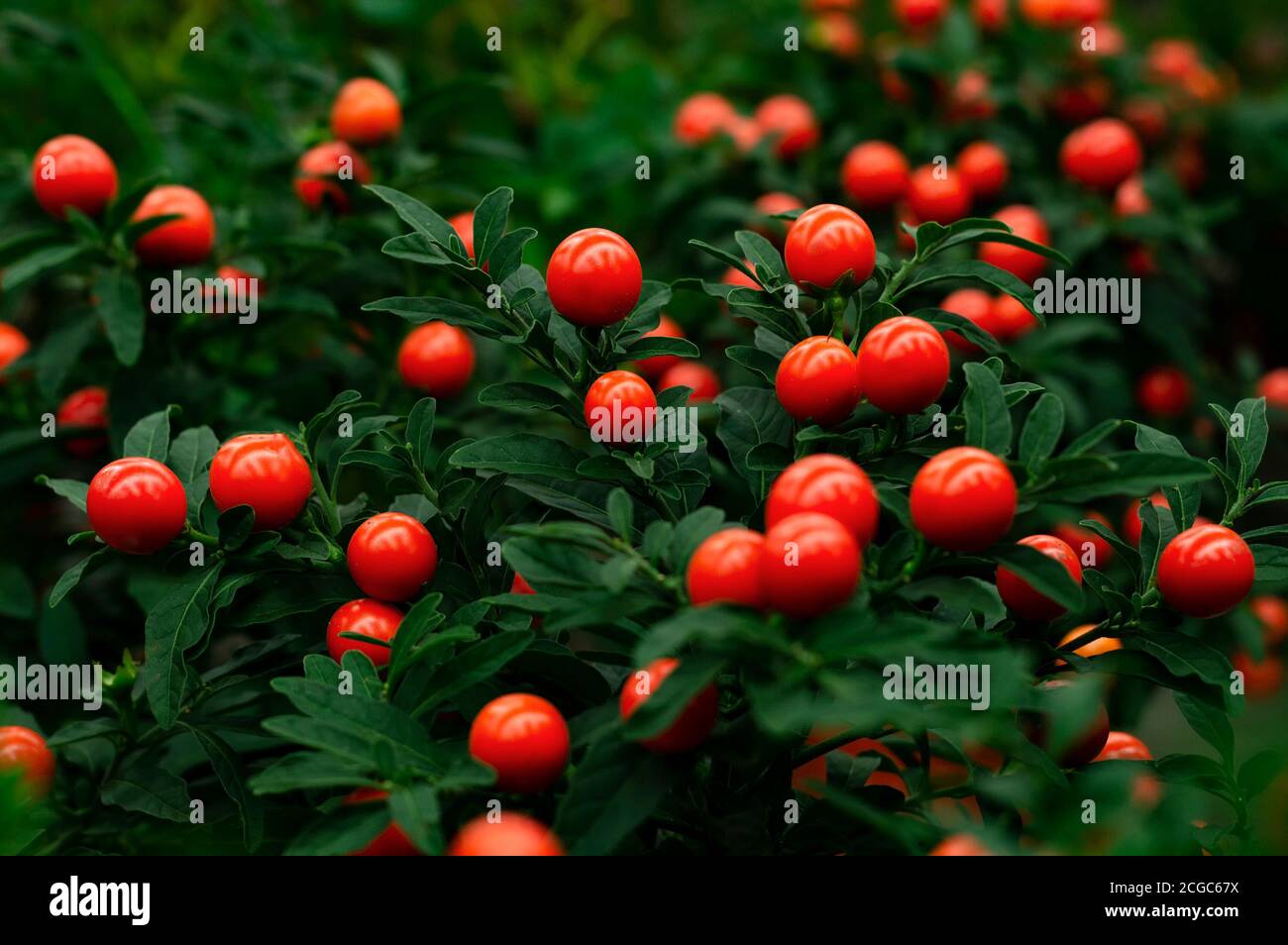 Ornamental berries hi-res stock photography and images - Alamy