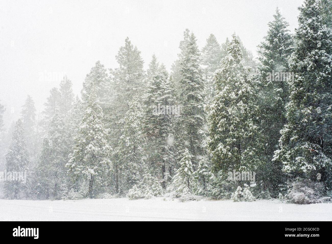 Winter Landscape Lassen National Forest Snowstorm Northern California