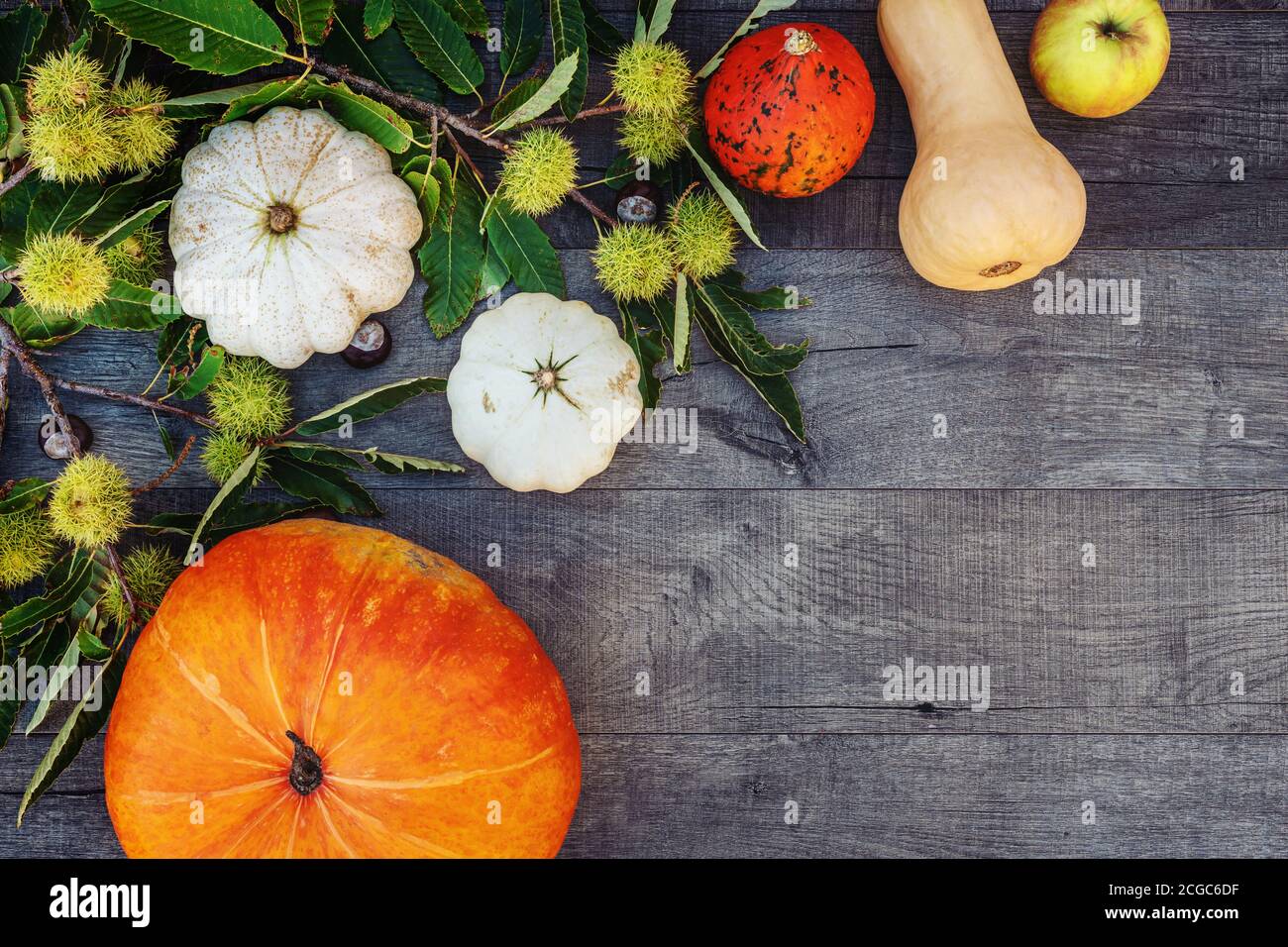 Holidays and season - autumn. Different beautiful colored pumpkins with ...