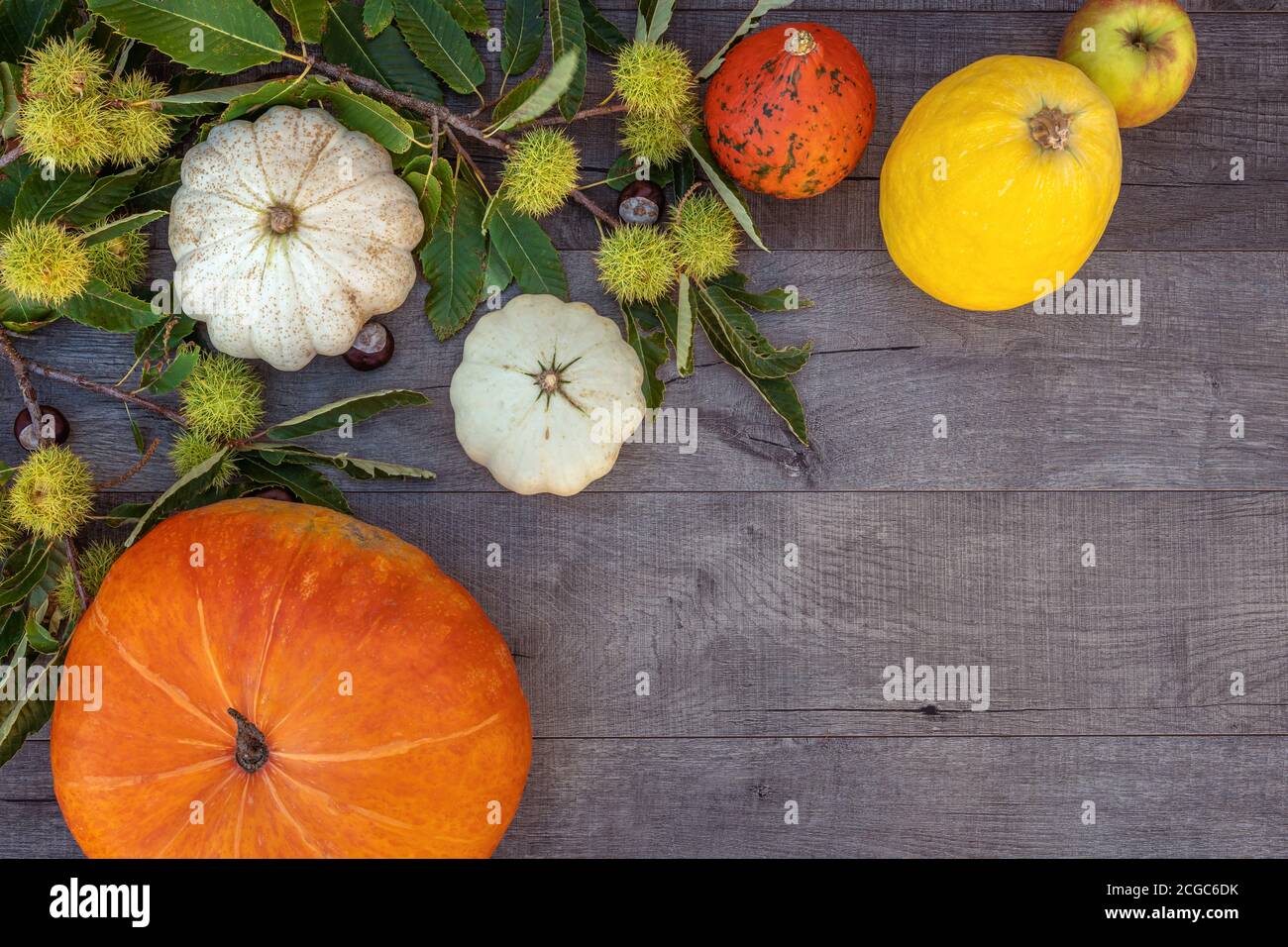 Holidays and season - autumn. Different beautiful colored pumpkins with ...