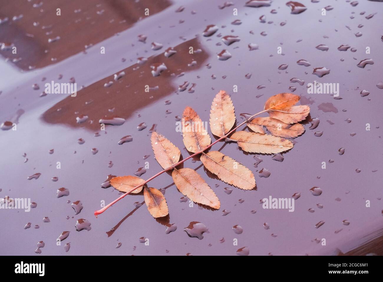 Autumn leaves on the hood of the car.Autumn colored single leaf on ...