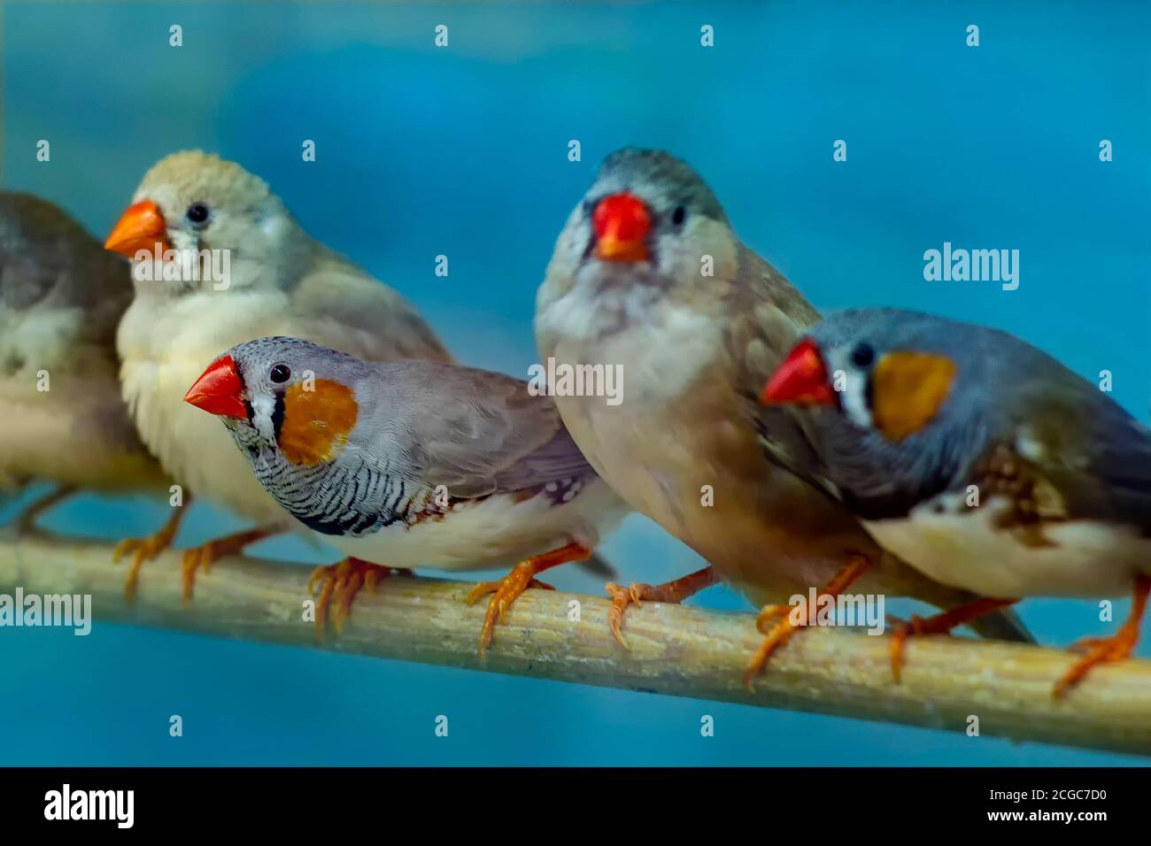 The canaries are sitting on a perch Stock Photo - Alamy
