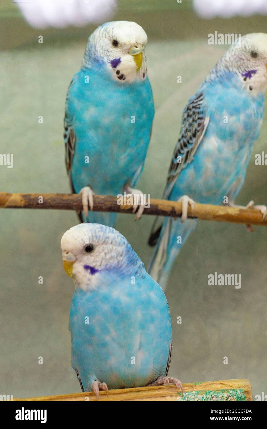 Three wavy blue parrots. Group of birds. Vertical shot Stock Photo - Alamy