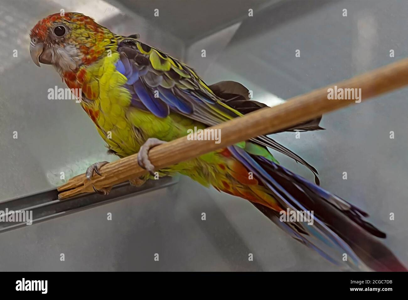 yellow blue wavy parrot. Front view Stock Photo - Alamy