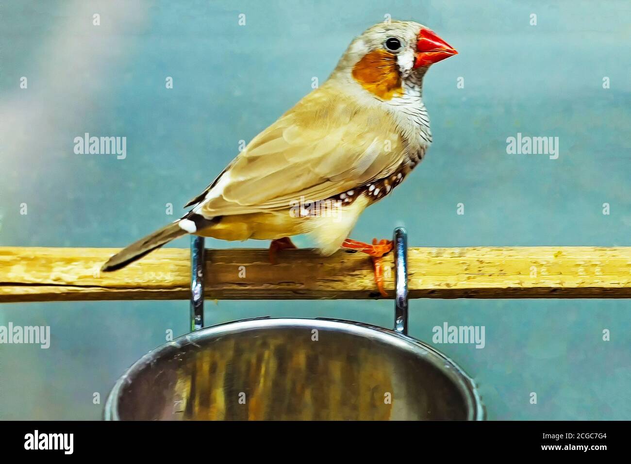Light-colored canary. Front view and Nature Stock Photo - Alamy