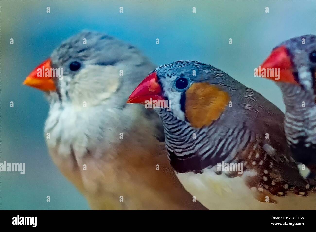 Three canaries. Beautiful birds and Blue background Stock Photo - Alamy