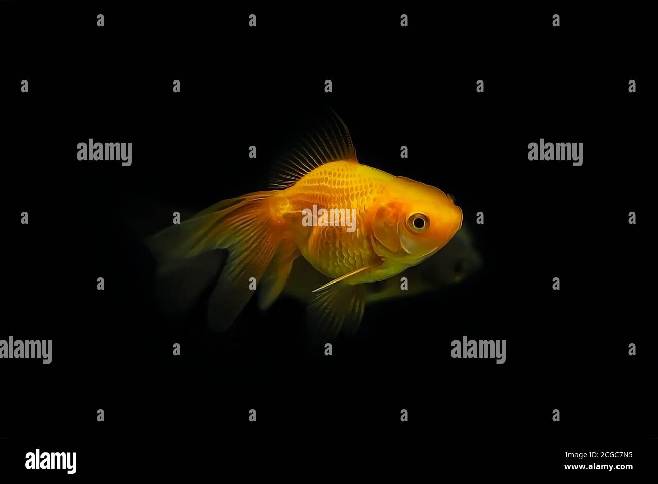 Orange goldfish in the aquarium Stock Photo - Alamy