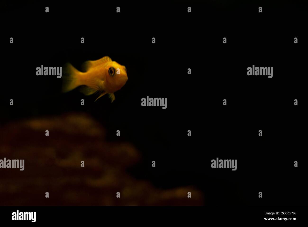 Orange fish jump hi-res stock photography and images - Alamy