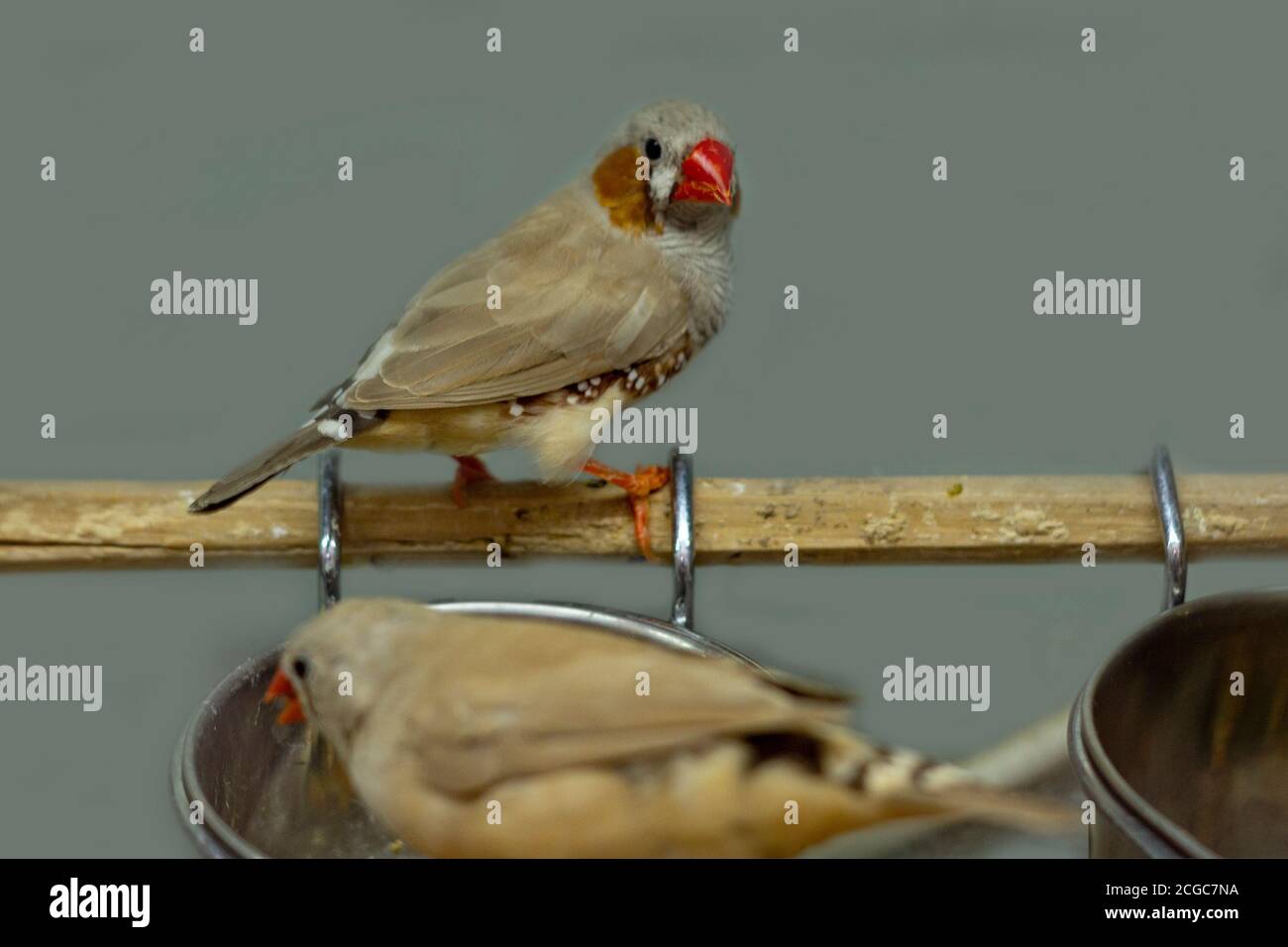 Canary with a red beak. Front view Stock Photo - Alamy